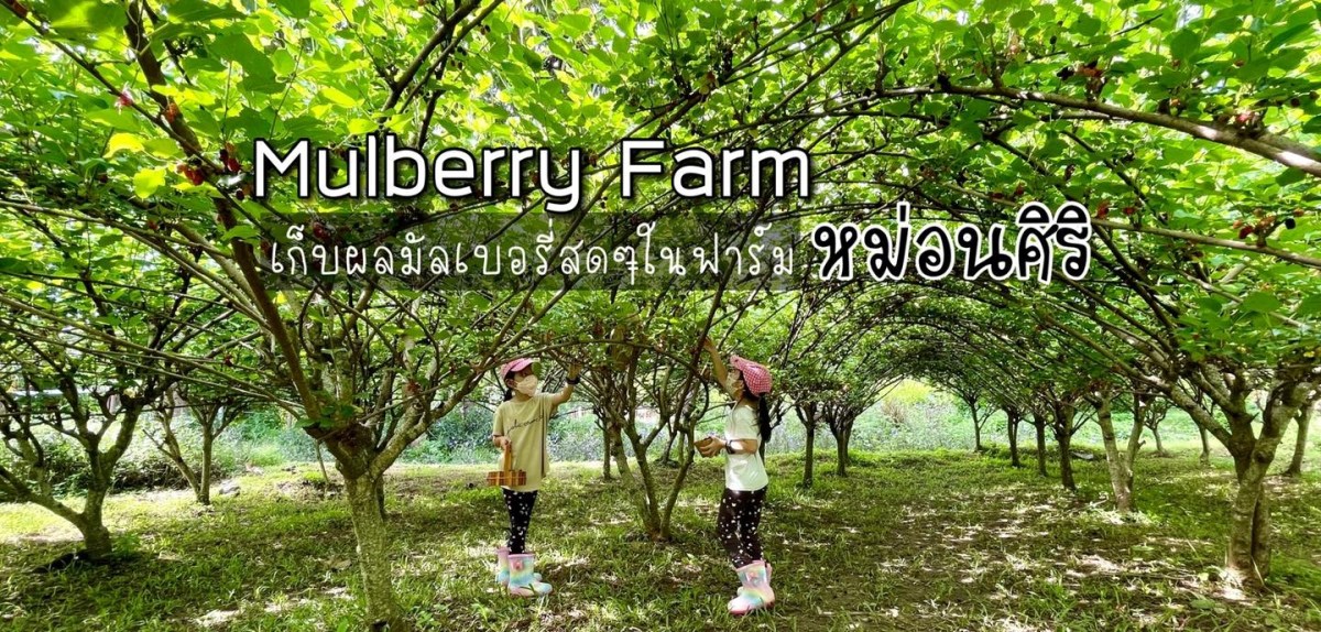 ️ Mulberry Farm : หม่อนศิริ [สันกำแพง] – ChiangmaiMommy